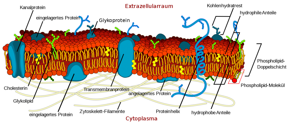 Biomembran – Wissensplattform