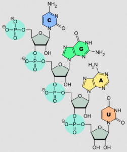 Nukleotide – Wissensplattform